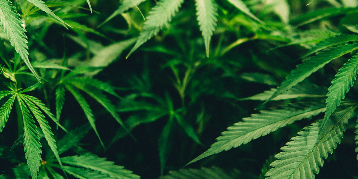 Youth cannabis use and risk factors in the Pacific Northwest: Do local ... Youth cannabis use and risk factors in the Pacific Northwest: Do local ...